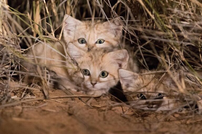 10 Ways Saharan Sand Cats Are Uniquely Endangered Yet Overlooked
