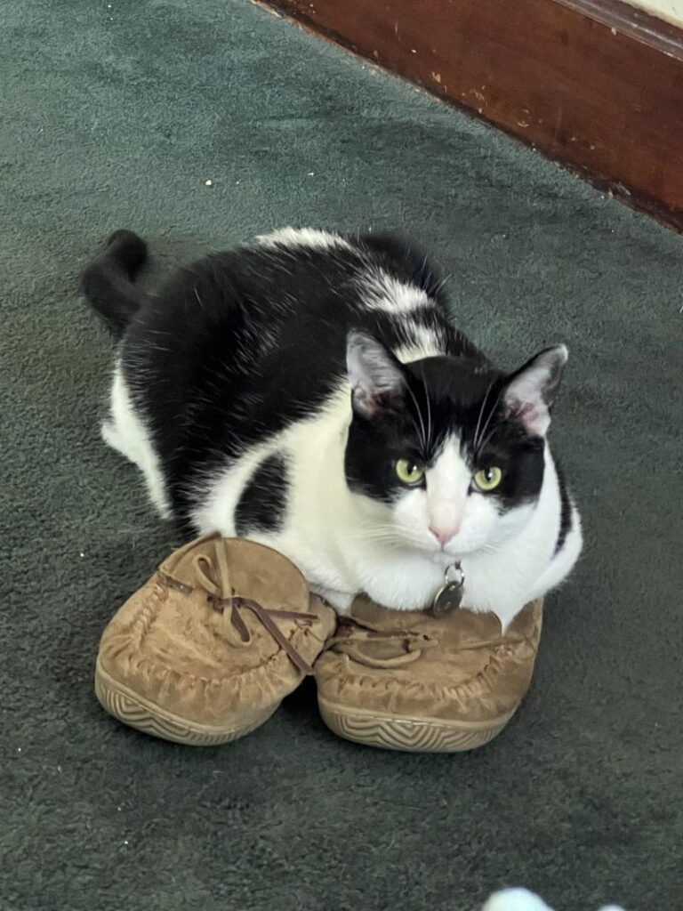 8 Common Explanations for Why Cats Target Feet