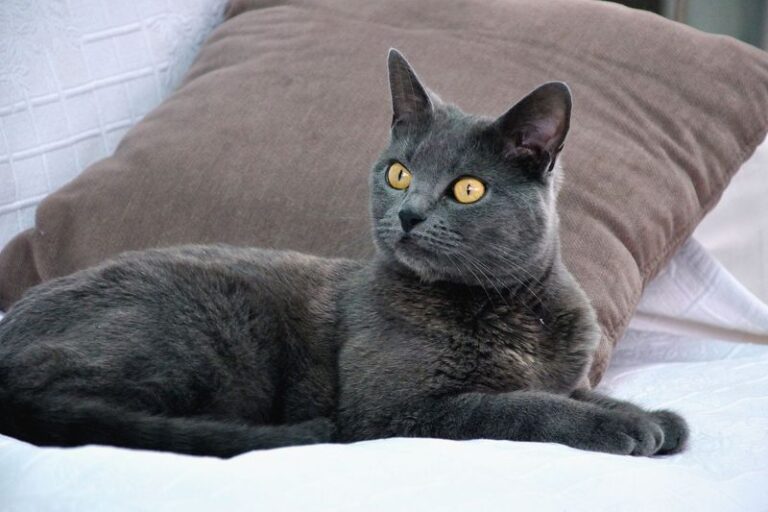 They Used to Grace Palaces — 10 Noble Cats Now Flying Under the Radar