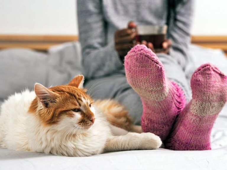 8 Common Explanations for Why Cats Target Feet