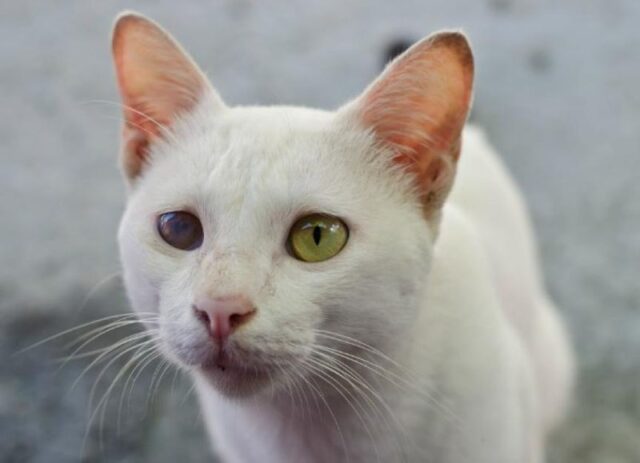 10 Common Cat Eye Conditions & 5 Ways to Spot Them Early