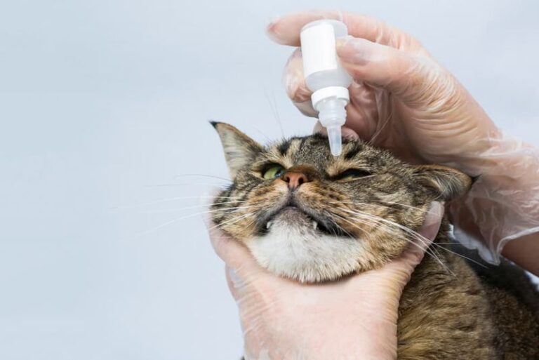 10 Common Cat Eye Conditions & 5 Ways to Spot Them Early