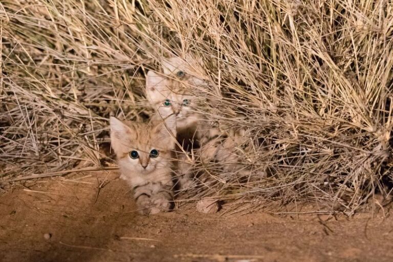10 Ways Saharan Sand Cats Are Uniquely Endangered Yet Overlooked