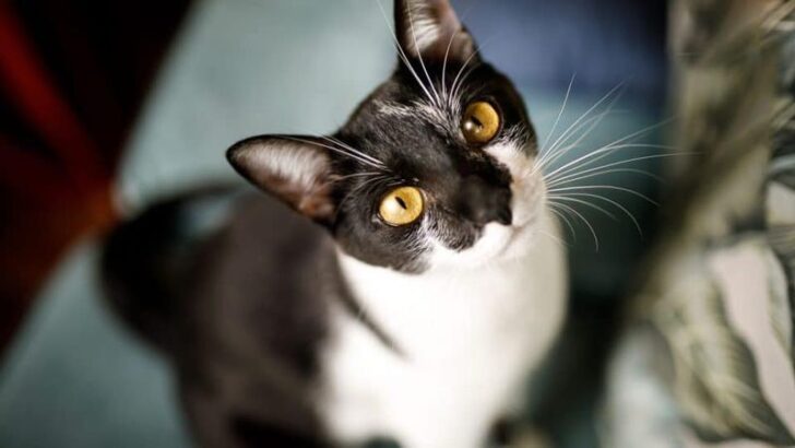 10 Common Cat Eye Conditions & 5 Ways to Spot Them Early