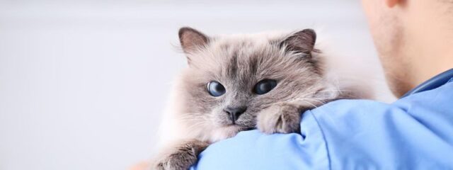 Fecal Testing for Cats — 7 Common Questions Answered