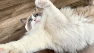 Why Do Cats Flop? 12 Cute Clues From Your Furry Friend