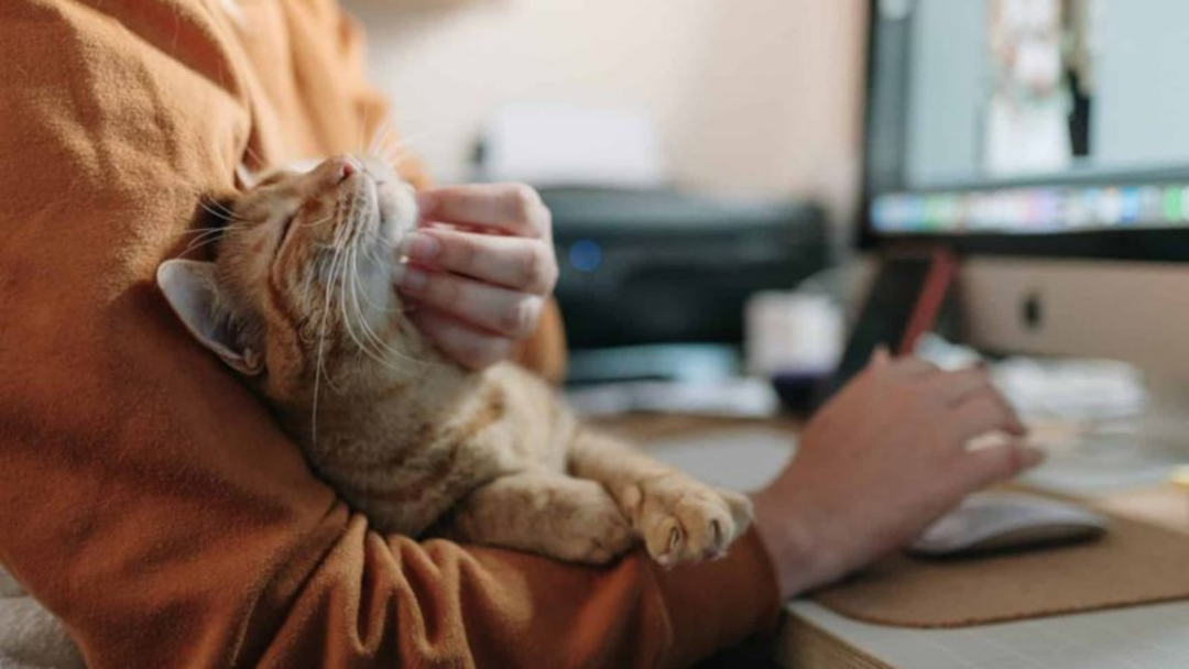 Why You Need a Cat in Your Office ASAP — 8 Compelling Reasons