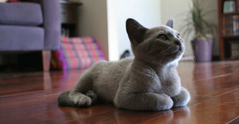 Discover 5 Stunning Colors of Burmese Cats and Their Meanings