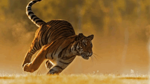 10 Fastest Big Cats in the Wild That Will Blow Your Mind with Their Speed