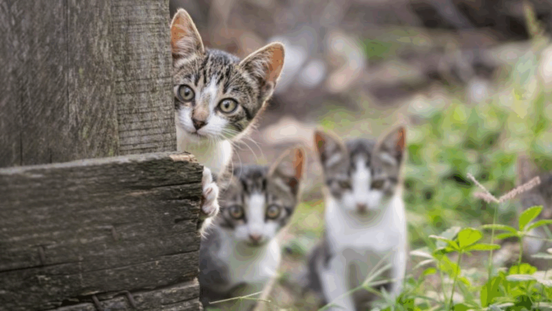 10 Surprising Dangers of Letting Your Cat Roam Outside