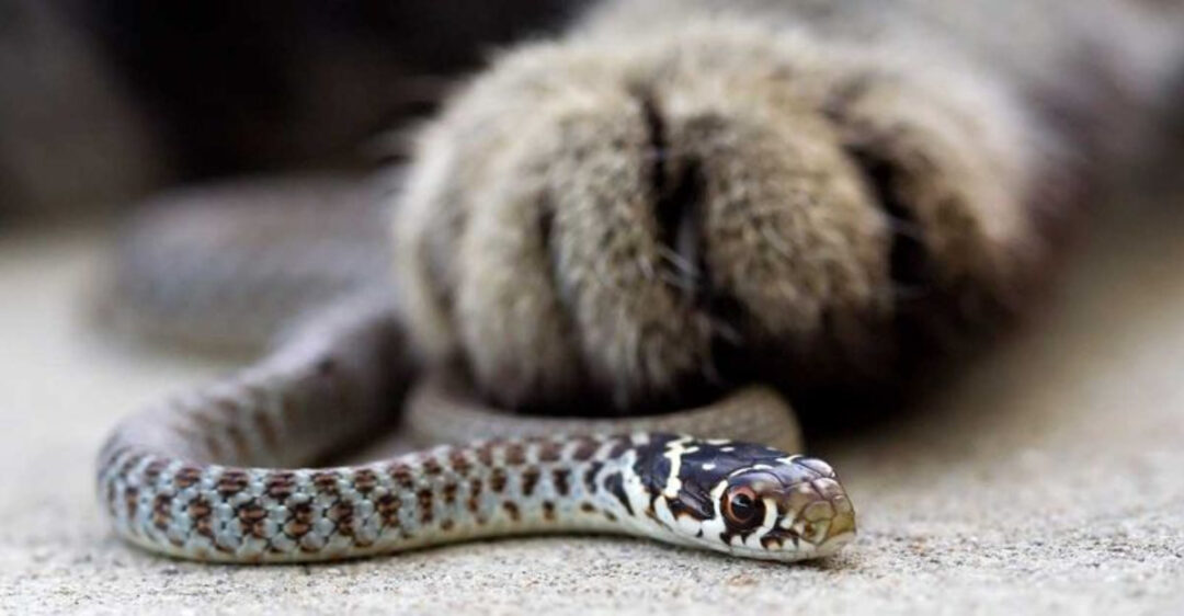 10 Dangerous Wild Animals That Pose a Threat to Cats
