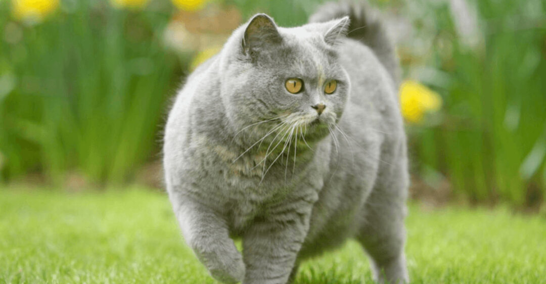 5 Cat Breeds That Are Prone to Obesity & 5 That Stay Lean Naturally