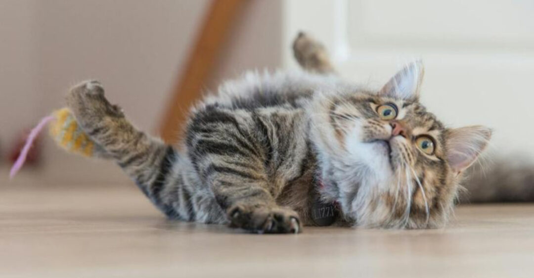 5 Cat Breeds with Natural Hunting Instincts & 5 Tricks to Get Your Lazy ...