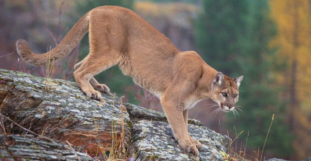 5 Desert-Dwelling Wild Cats & 5 Stealthy Forest Felines of North America