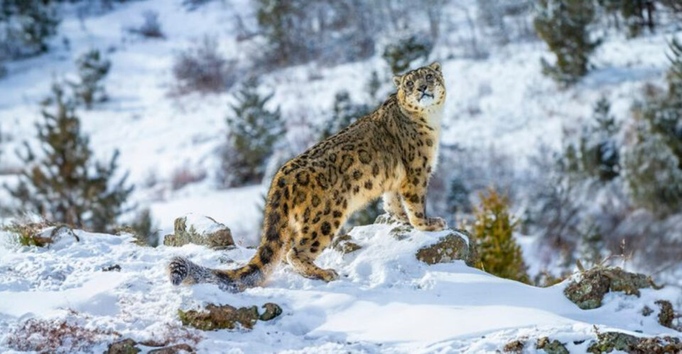 7 Fierce and Fearless Wild Cats That Survive in the World's Most ...
