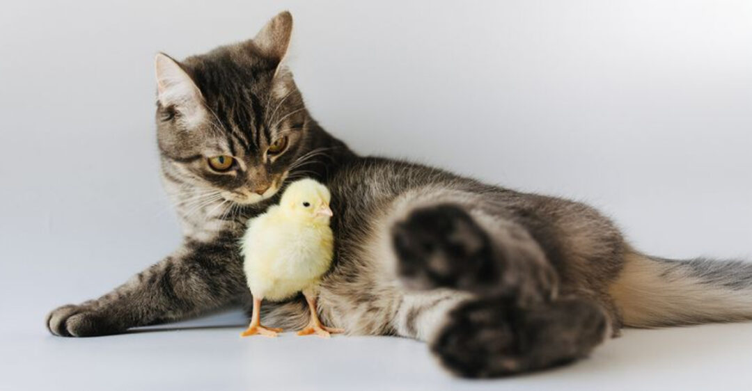 7 Surprising Things That Happen When Cats and Chickens Share a Backyard