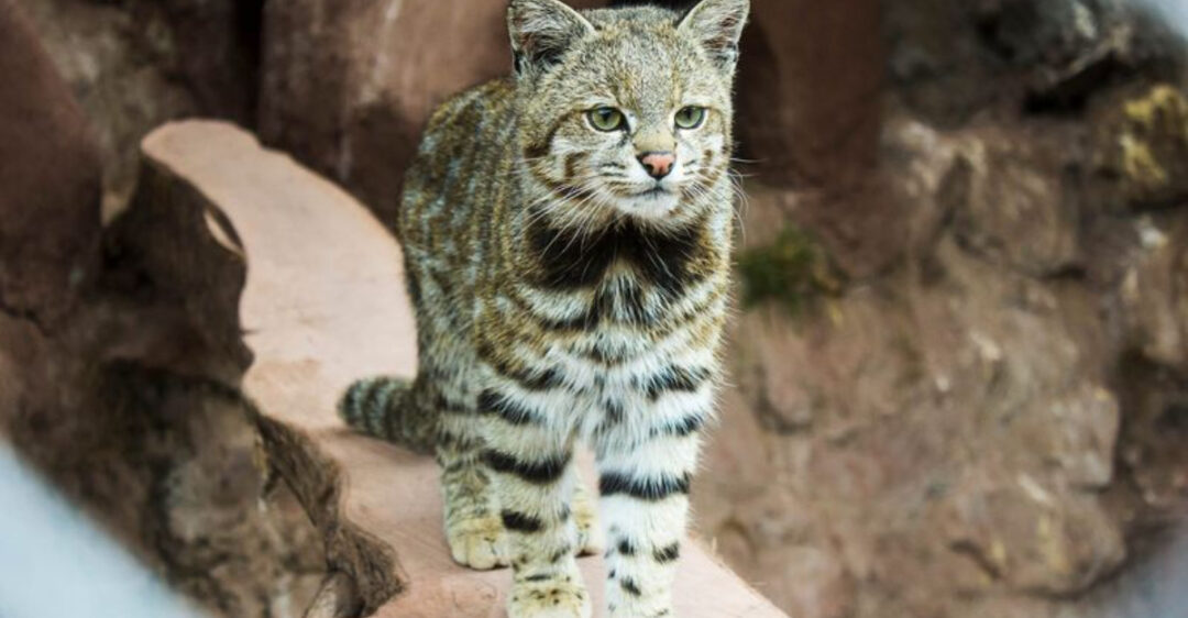 7 Things to Know About the Newly Discovered Andean Mountain Cat in the ...