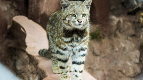 7 Things to Know About the Newly Discovered Andean Mountain Cat in the ...