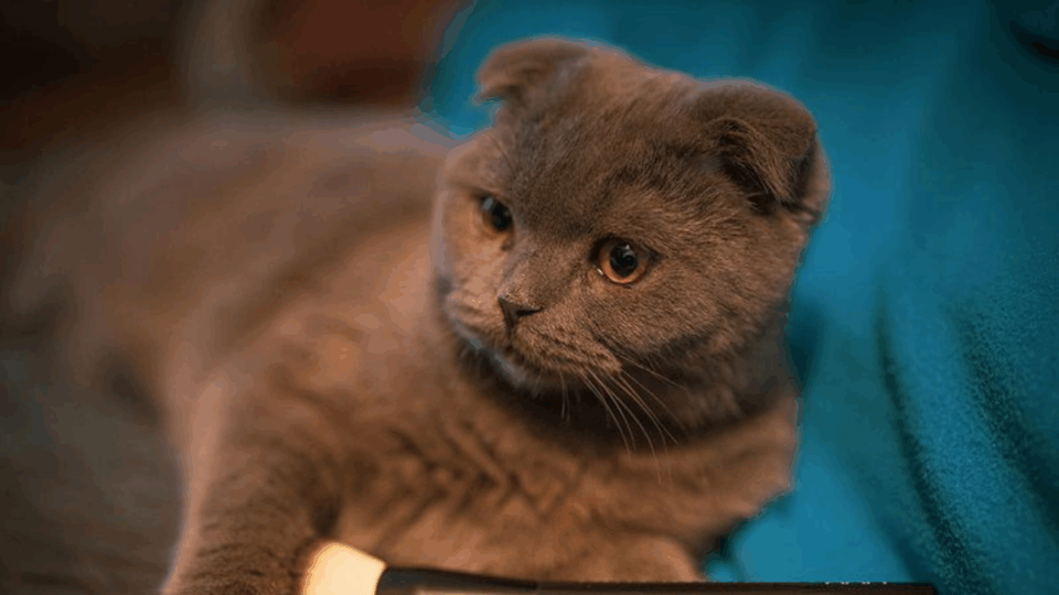 8 Affectionate Cat Breeds That Will Bring Love, Comfort, and Wholeness ...