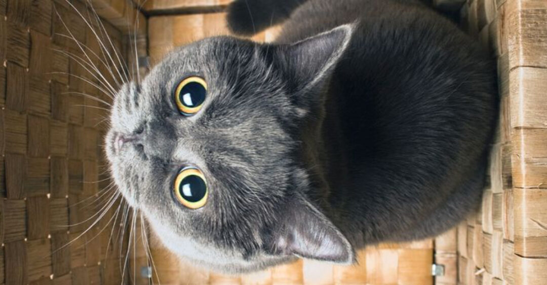 8 Surprising Effects of Yelling on Your Cat and How It Affects Your Bond