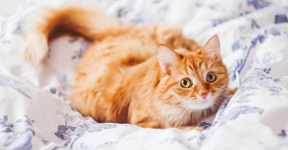 8 Surprising Things You Didn’t Know About Orange Cats (But Will Make ...
