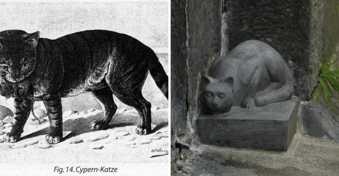 Extinct Cat Breeds That Were Loved, Lost, and Forgotten by History ...