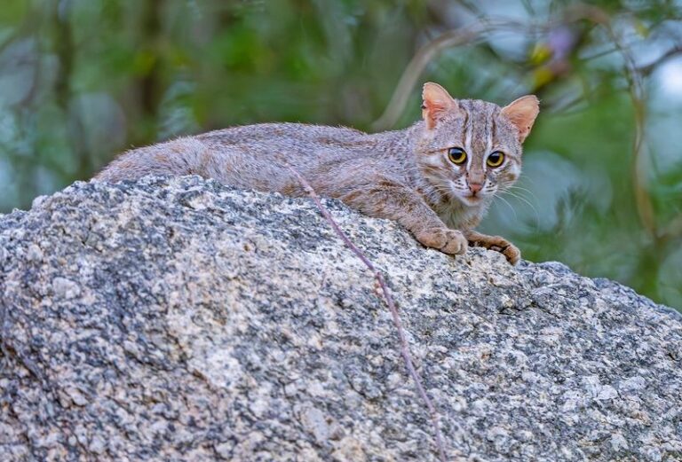 Meet The Rusty-Spotted Cat: Smaller Than a Housecat, Wilder Than You ...