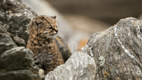 Meet the Kodkod: The Tiny Feline That's Almost Impossible to Spot