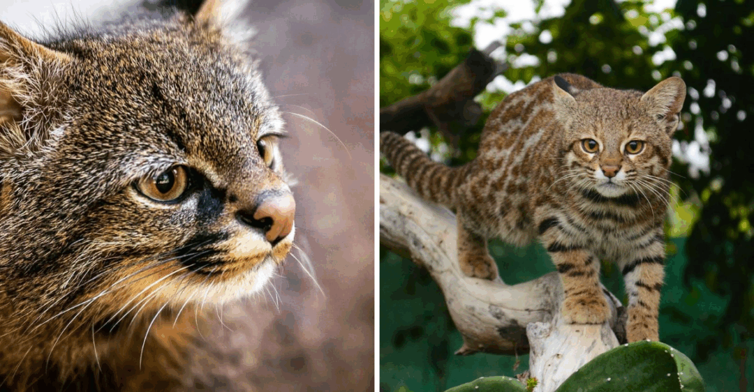 The Pampas Cat: South America’s Most Mysterious Wild Feline - Cats Chef