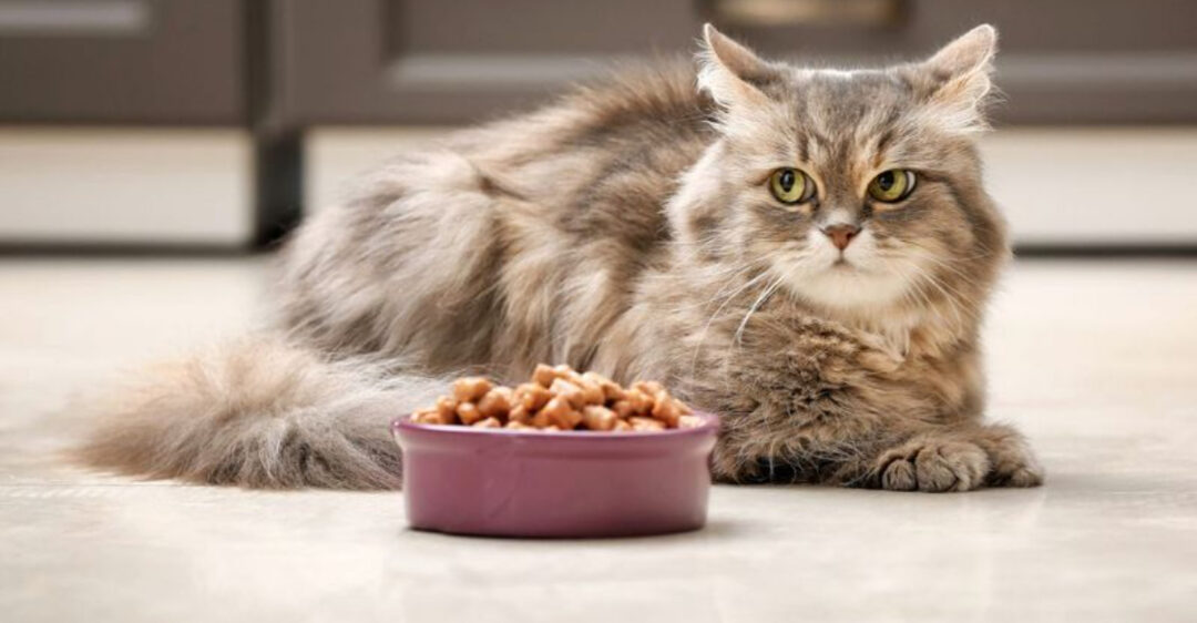 Chronic Cat Vomiting? 8 Warning Signs It’s More Than Just a Hairball ...