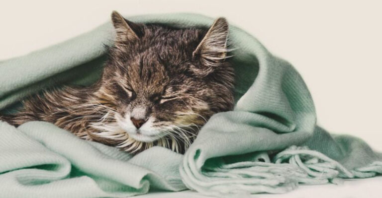 Is Your Cat Acting Strange? 12 Warning Signs Your Cat Might Be Stressed ...