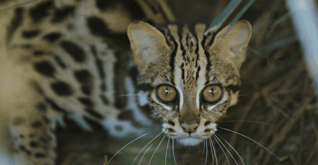 Meet the Marbled Cat: Nature's Hidden Master of Camouflage