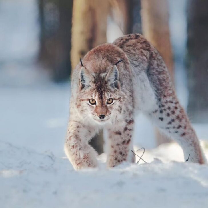 What Makes Lynx Cats So Unique? Their Evolution, Traits, and Ongoing ...