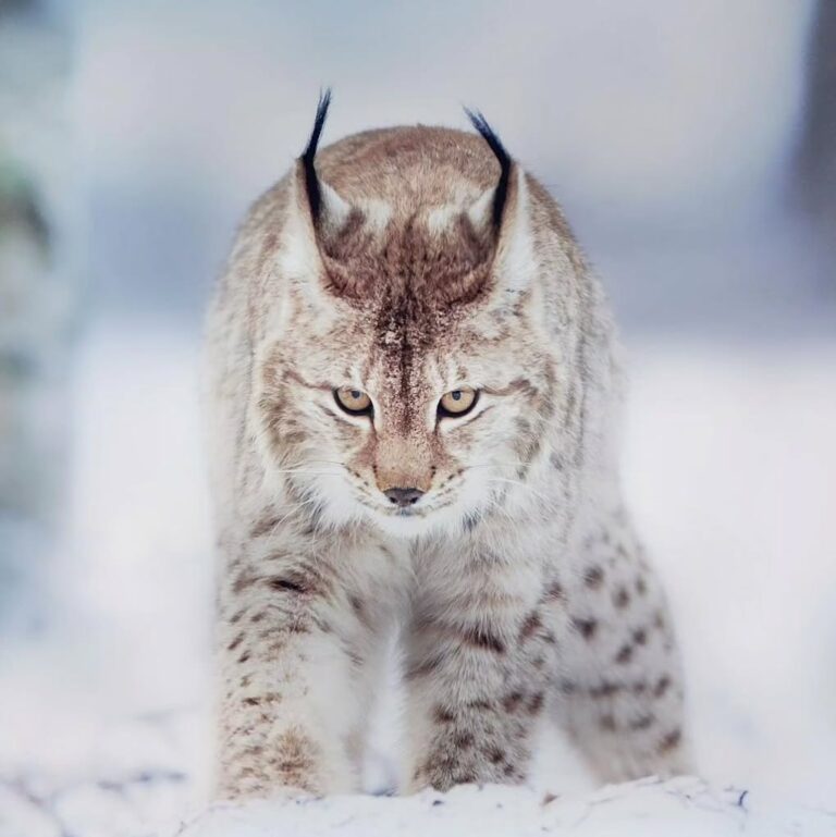 What Makes Lynx Cats So Unique? Their Evolution, Traits, and Ongoing ...