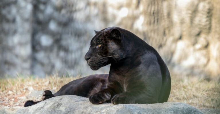 The Genetics of a Panther: What Makes This Feline Truly Unique Among ...