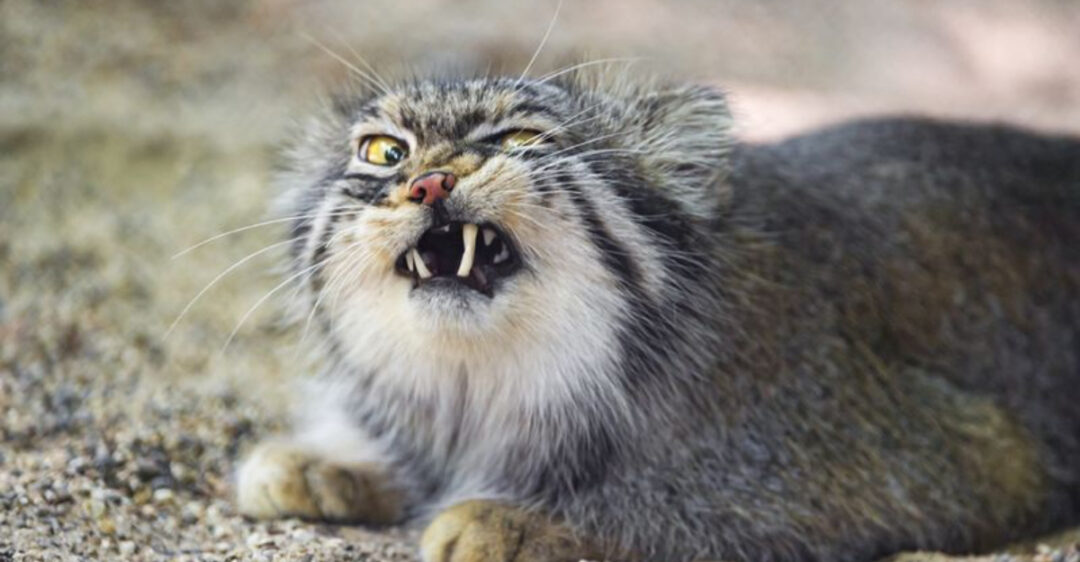 Wild Cats vs. House Cats: How Their Instincts Differ in the City and ...