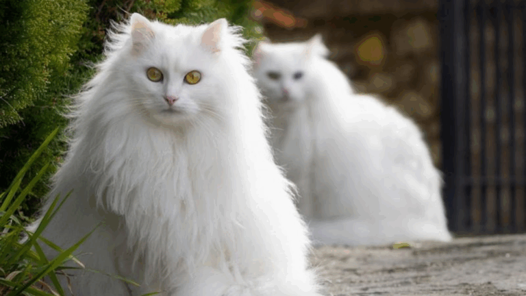 10 Ancient Cat Breeds That Are Still Gracefully Roaming Today