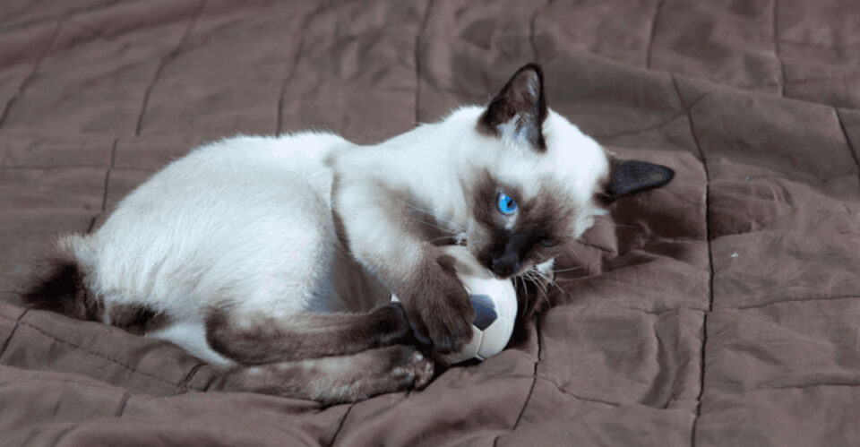 11 Smallest Domestic Cat Breeds That Steal Hearts