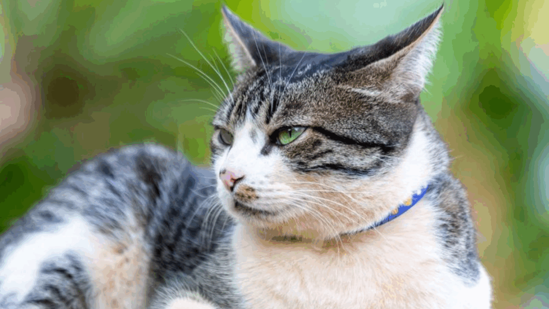 12 Forgotten Farm Cat Breeds That Once Roamed Barns (And Why They're ...