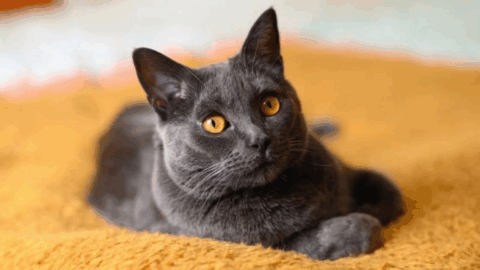 12 Rare Cat Breeds with Beautiful Blue Fur