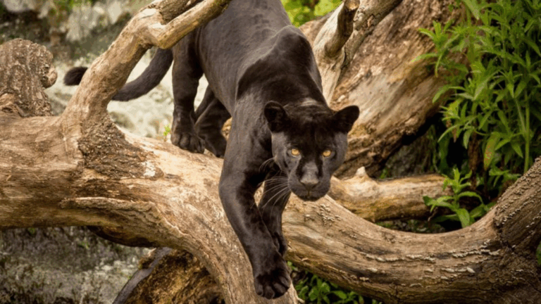 13 Most Fearsome Big Cats In The Wild