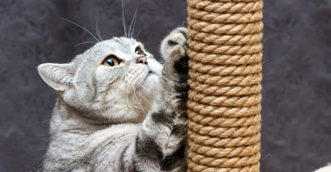 13 Smart Strategies to Manage and Control Cat Scratching Behavior ...