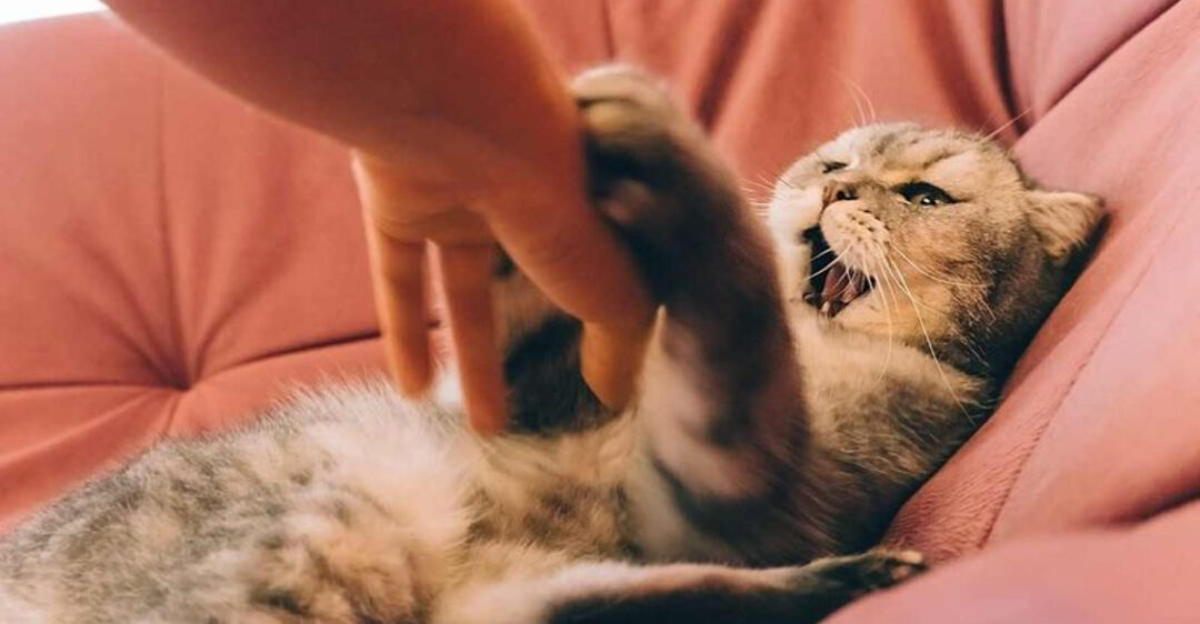 15 Subtle Cat Behavior Changes That Veterinarians Always Take Seriously