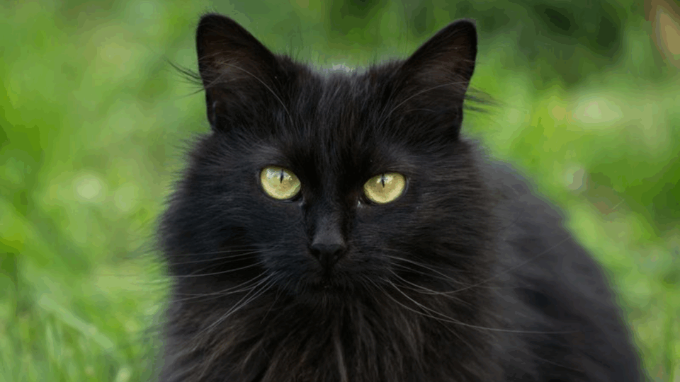16 Black Cat Legends from Around the World That Will Give You the Chills