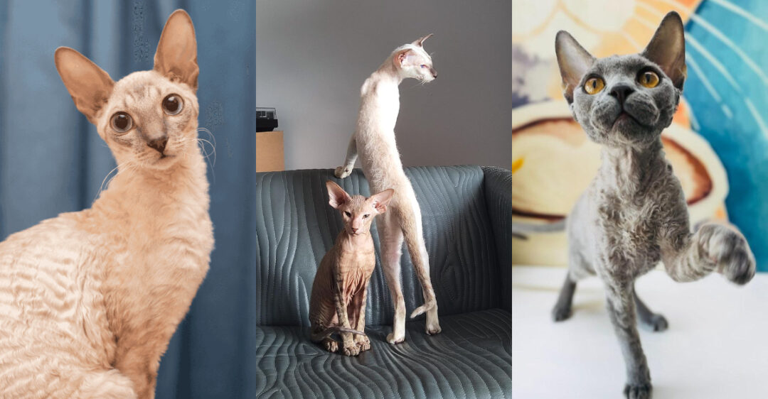 17 Cat Breeds with Unique Physical Features