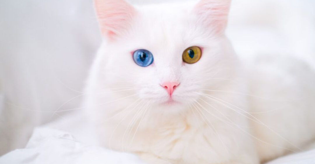 18 Curious Facts About White Cats to Know Before Adopting One - Cats Chef