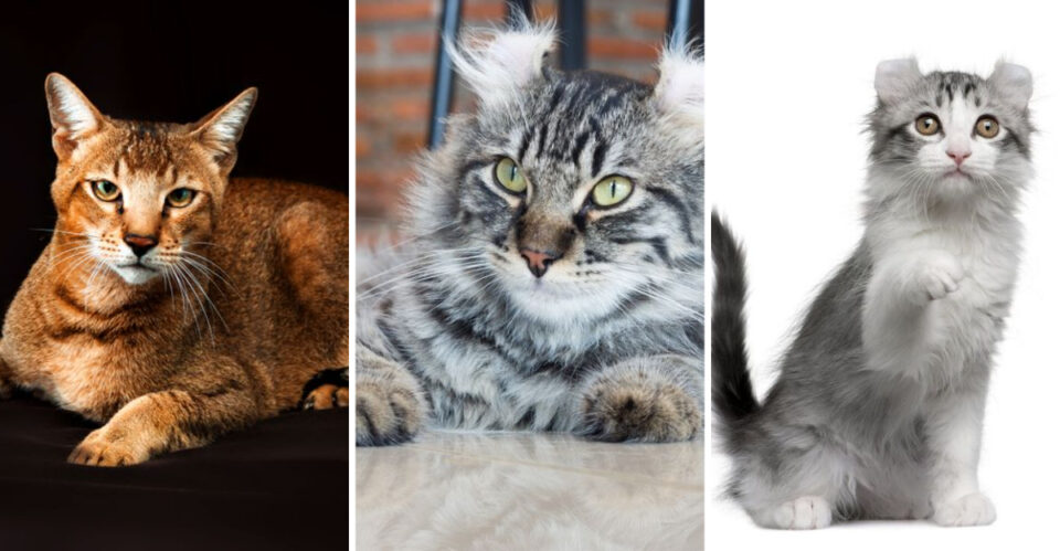 19 Interesting and Unique Hybrid Cat Breeds - Cats Chef