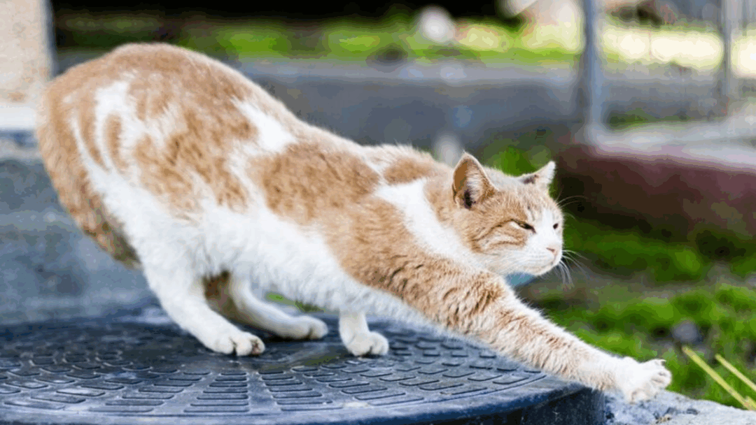 20 Ways Cats Show You They're Completely Relaxed
