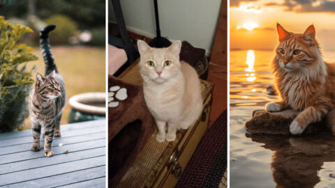 21 Tabby Cat Coat Patterns and Their Genetic Origins - Cats Chef