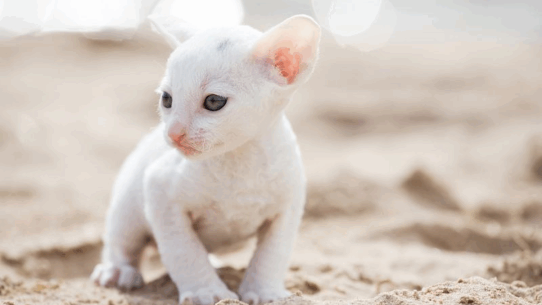 22 Tiny Cat Breeds Perfect for Small Spaces and Lots of Love